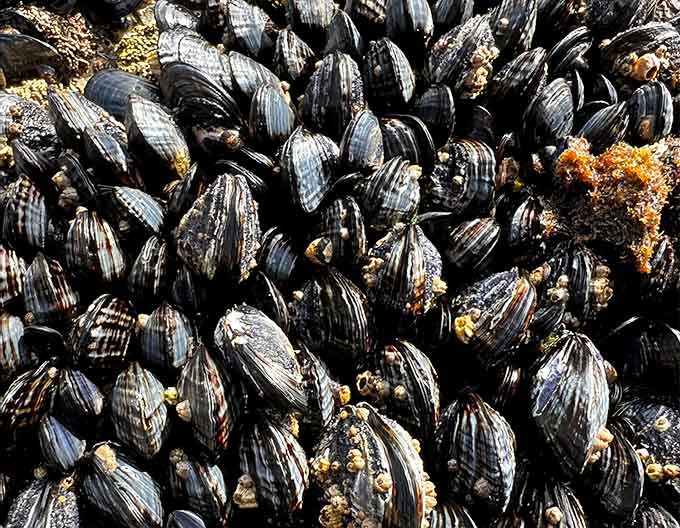 Mussels clinging to rocks show nature's version of commitment, holding tight through every crashing wave and tide.