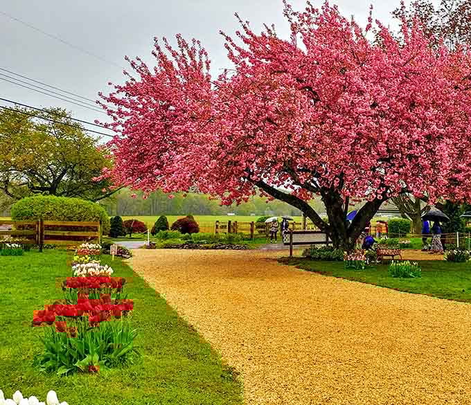 Spring pathways lined with cherry blossoms and tulips create the kind of entrance that makes you walk slower just to savor it.