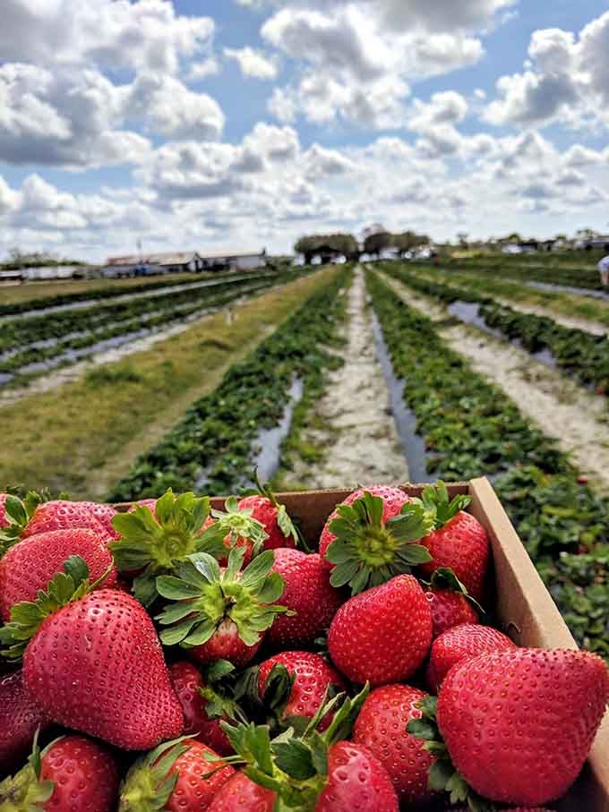 Fresh-picked strawberries that'll ruin grocery store berries for you forever, sorry not sorry about that.