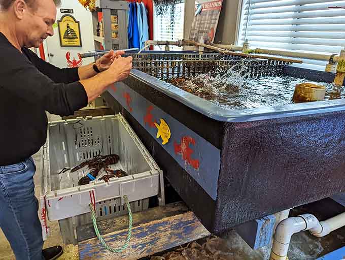 Watching them select your lobster from the tank adds a certain theatrical element to the whole delicious experience.