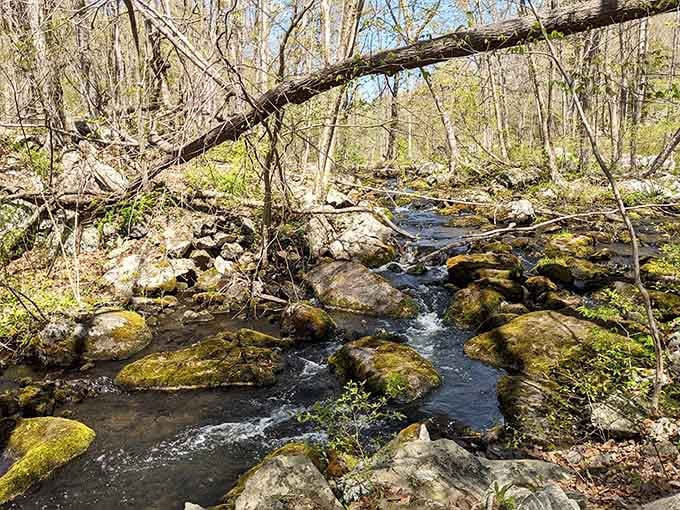 A babbling brook doing its thing, providing the kind of white noise that no app can replicate.