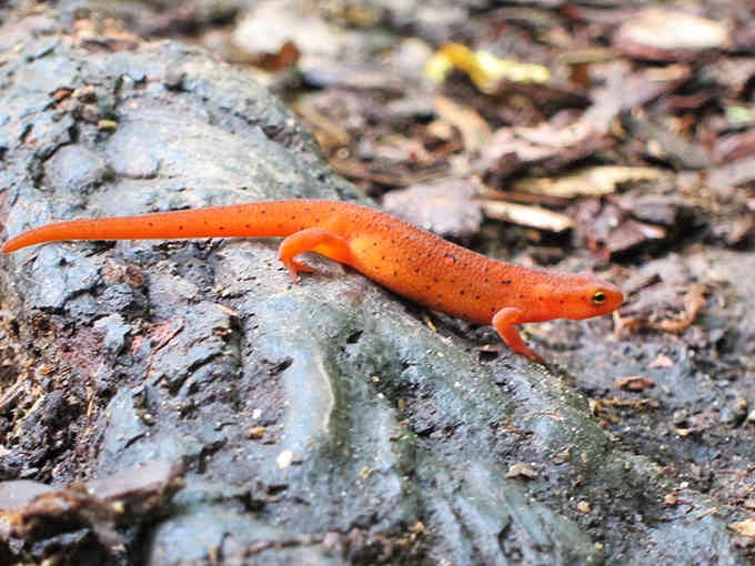 The salamanders here come in colors that make tropical fish jealous, proving nature's best work happens in unexpected places.