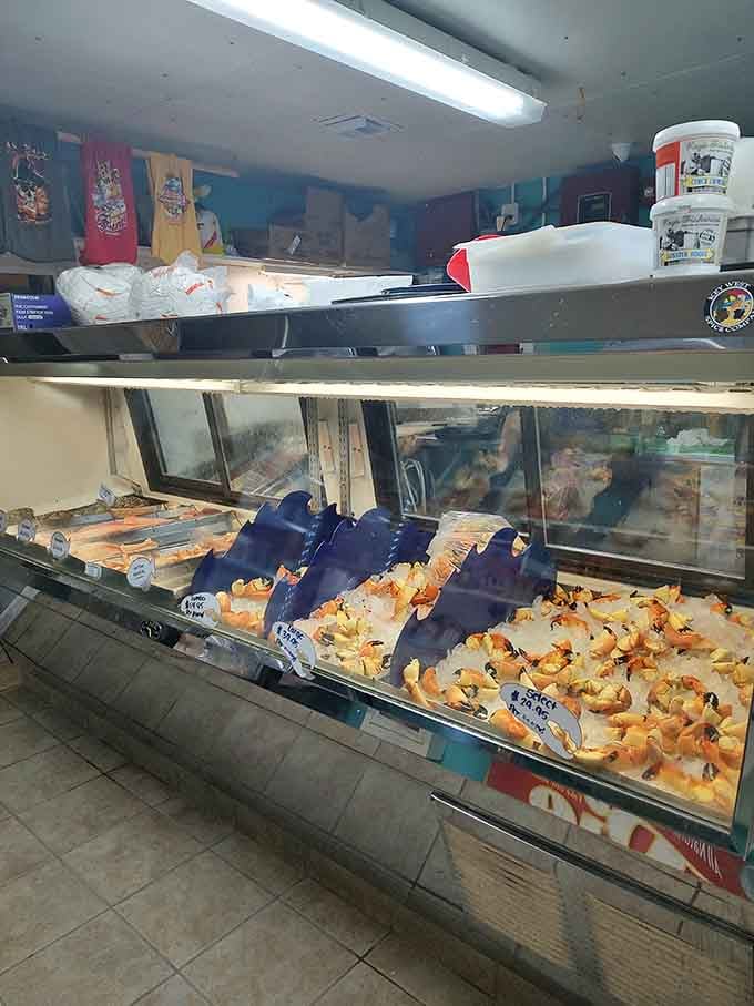Fresh stone crab claws lined up in the display case like delicious little works of edible art waiting patiently.