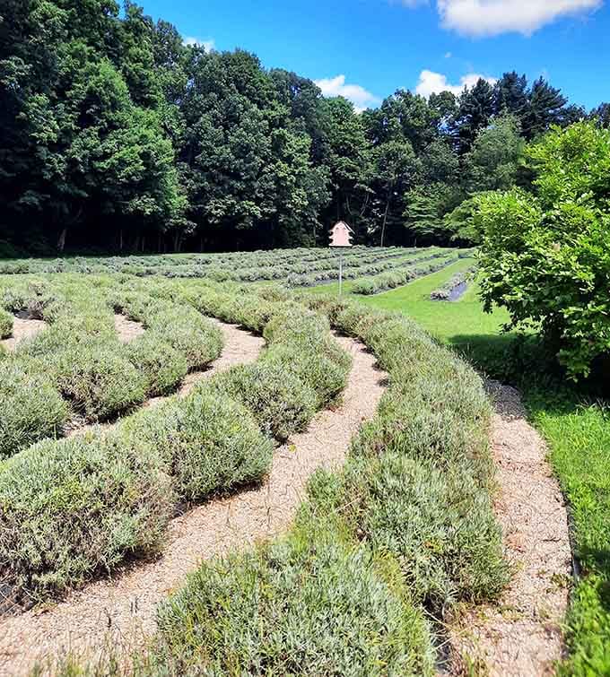 Winding rows of young lavender plants create organic curves that would make any landscape architect jealous.