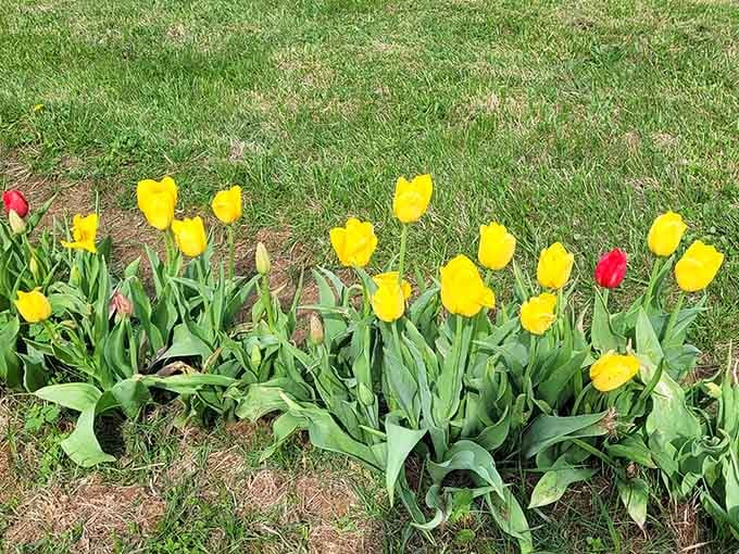 Yellow tulips with one red rebel refusing to conform, like that one cousin at family reunions.