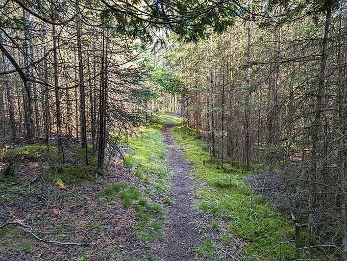 Forest trails wind through Hiawatha National Forest, offering the kind of solitude that resets your entire nervous system.