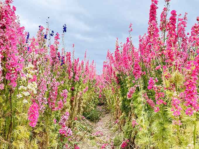 Pathways of pink larkspur invite you to wander, though remember these are working farms.