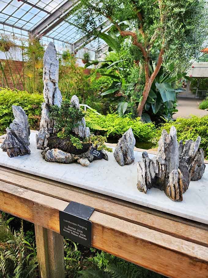 Landscape penjing transforms rocks and miniature trees into scenes that look like they belong in a fantasy novel.