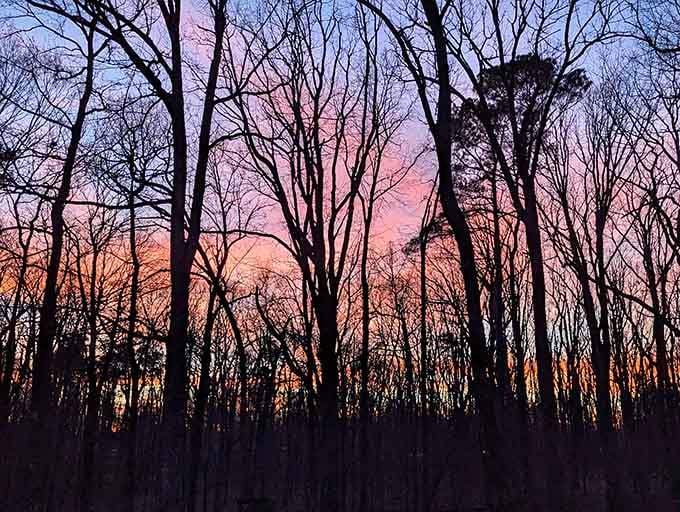 Sunset through the trees painting the sky in colors that would make Bob Ross reach for his brushes and happy little clouds.