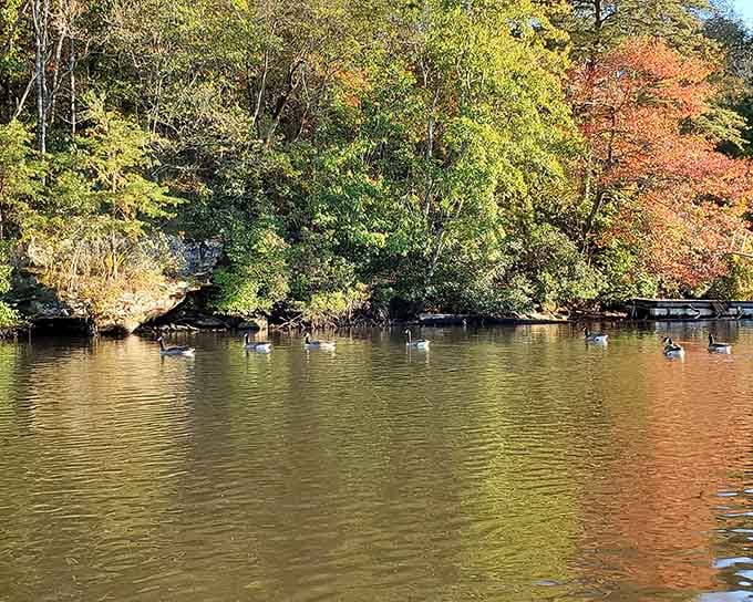 Autumn foliage reflected in still waters while geese glide past, living their best life without checking social media once.