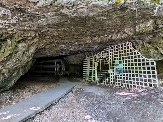Fisher Cave's gated entrance protects the bats inside while keeping curious visitors safely on the designated path.
