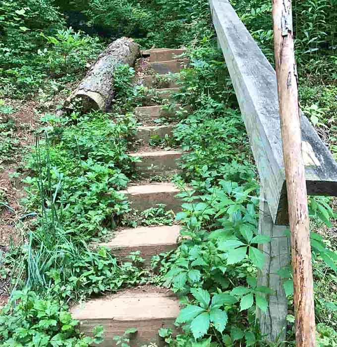 Wooden steps climb through summer greenery, each one bringing you closer to record-breaking views and bragging rights.
