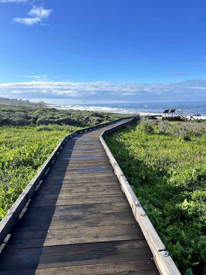 Lush greenery frames your coastal journey, proving that California knows how to do scenery right every time.
