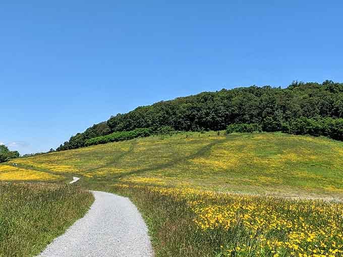 Wildflowers carpet the meadows like nature decided to show off its interior decorating skills spectacularly.