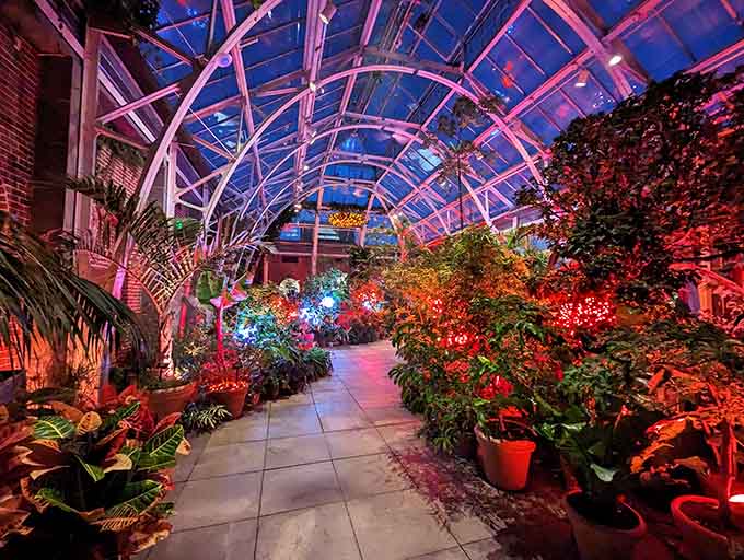 At night, the greenhouse transforms into a glowing wonderland with dramatic lighting that rivals any holiday display.