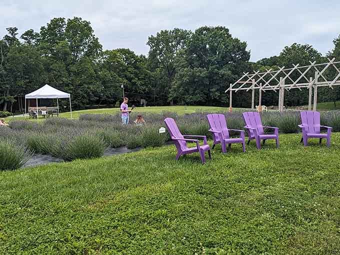 Purple chairs at the lavender farm invite you to sit, relax, and smell something besides car exhaust.