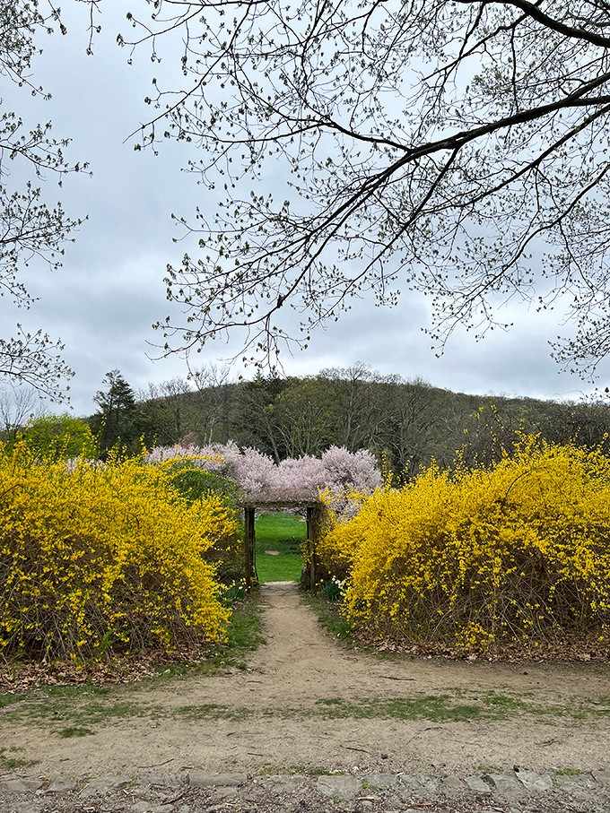 Yellow forsythia and pink cherry blossoms create a spring gateway that belongs on a postcard collection.