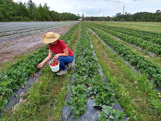 Towers Farms lets you pick strawberries without paying theme park admission prices first, thankfully.