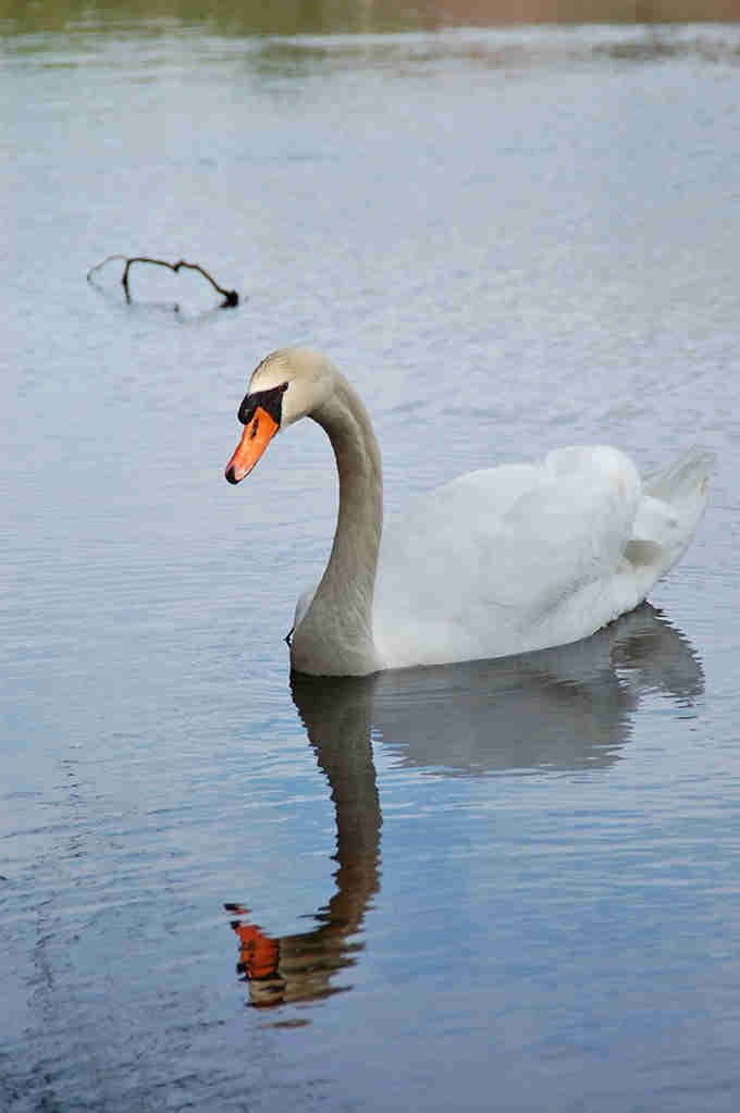 When swans glide past like they own the place, it's because they absolutely do and they know it.