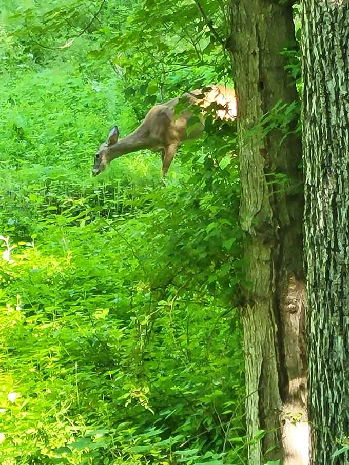 A deer browsing near the trail proves that wildlife here treats humans like slightly noisy but mostly harmless neighbors.