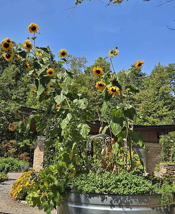 Sunflowers reaching skyward like they're trying to high-five the clouds on a perfect summer day out here.