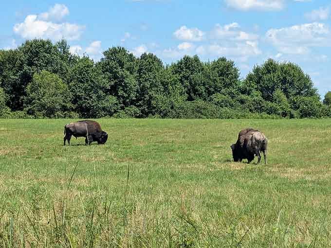 Two bison graze peacefully, doing exactly what their ancestors did on this same ground centuries ago.
