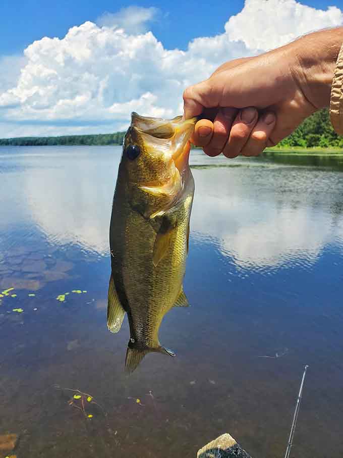 Landing a bass this beautiful makes all those fishing stories your uncle tells suddenly seem more believable.