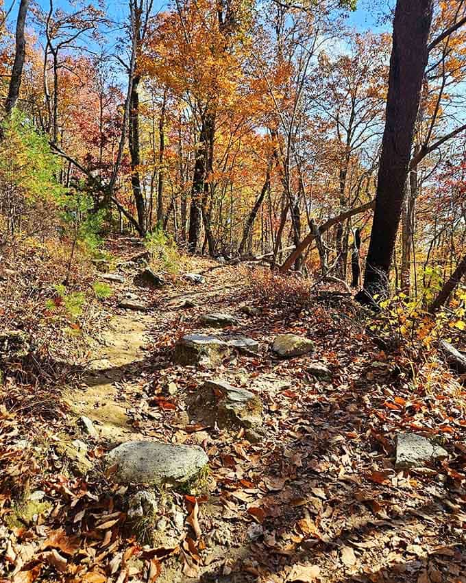 Autumn transforms the path into a copper-and-gold corridor, crunching leaves providing the perfect hiking soundtrack.