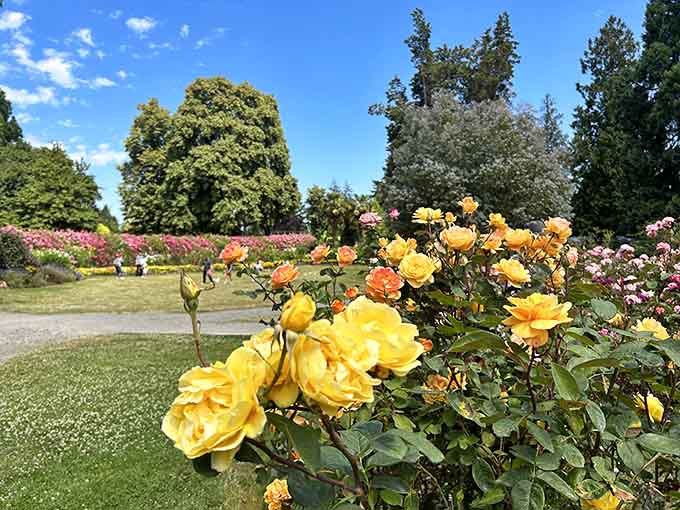 Rows of roses in full bloom create corridors of color that make your camera roll very happy.