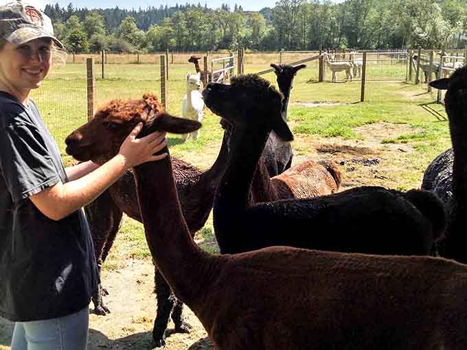 Petting an alpaca's fleece for the first time changes you as a person, softness levels previously thought impossible.