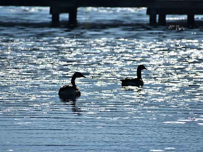 Geese gliding across sparkling water at sunset, living their best life while you're stuck in traffic somewhere.