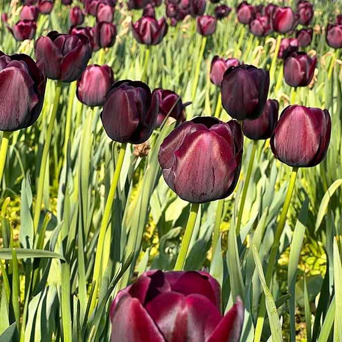Deep purple tulips called Queen of Night, living up to their dramatic name with royal elegance and mysterious beauty.