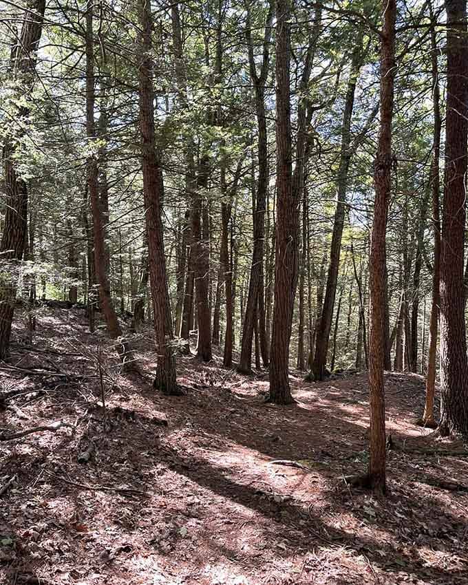Towering trees line the path like nature's own cathedral, complete with better acoustics than most concert halls.