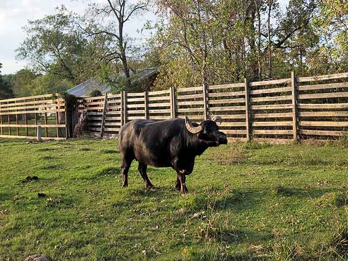The water buffalo commands respect with its impressive presence, like a linebacker who chose peaceful ranch life.