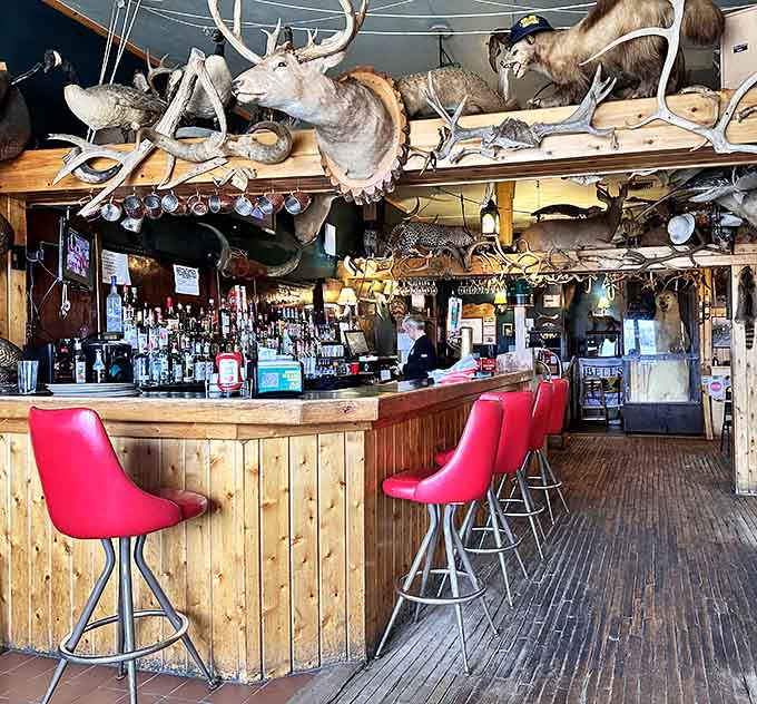 The bar area features enough mounted wildlife to make you wonder if they're judging your drink order choices.