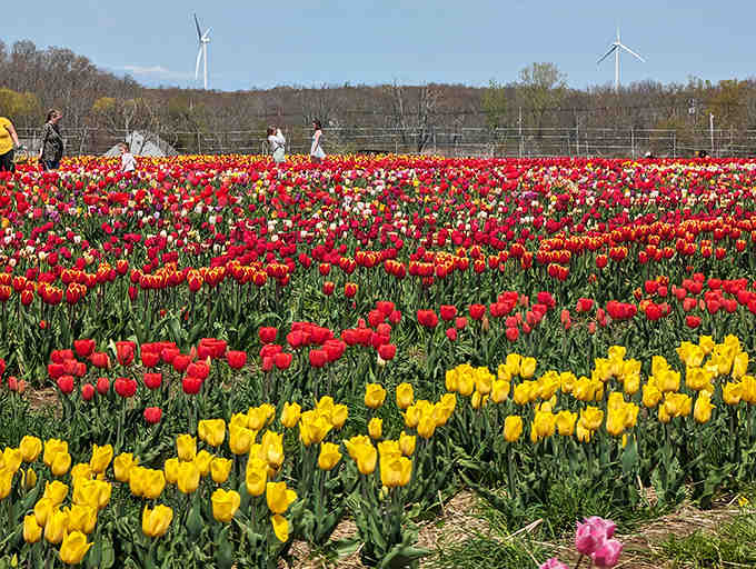 Visitors wandering through endless rows of blooms, probably wondering if they've stumbled into a dream sequence.