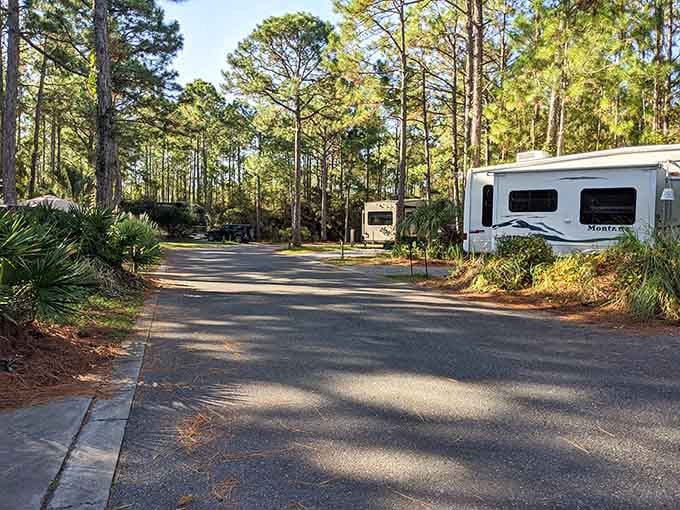 The campground offers modern comforts nestled among ancient pines, proving roughing it doesn't require actual roughness anymore.