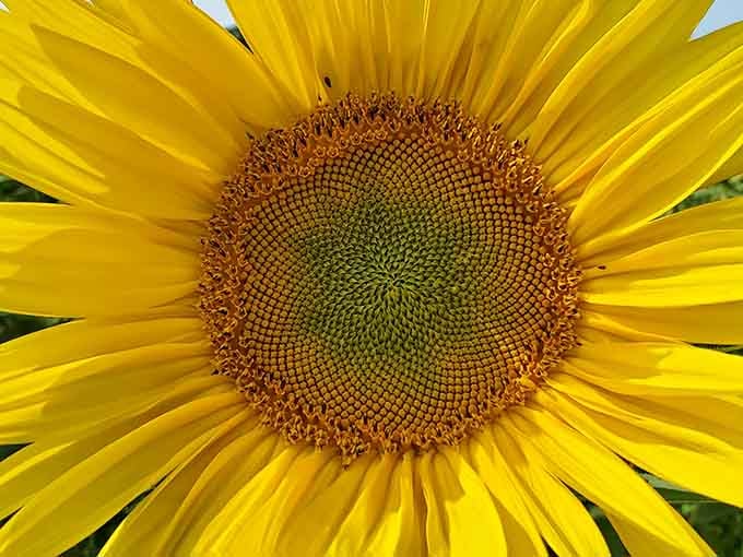 Full bloom perfection showing off patterns that prove nature's the original graphic designer.