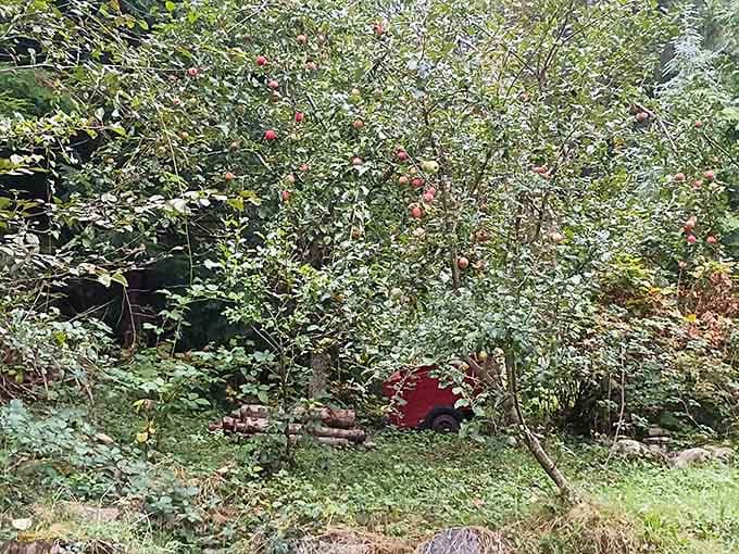 The property's natural landscaping includes moss, ferns, and probably some very judgmental squirrels watching your every move.