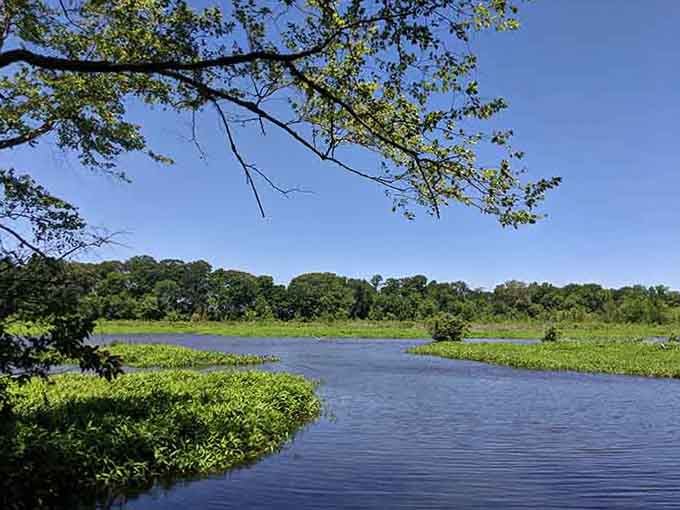 Marshlands might not sound glamorous, but they're nature's water filters working overtime while looking surprisingly photogenic.