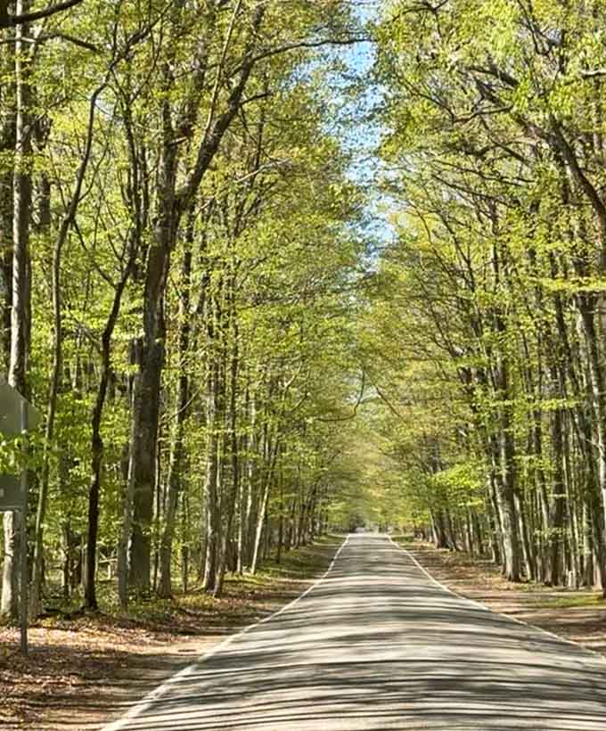 Summer's leafy embrace creates the kind of shade that makes you forget air conditioning exists.