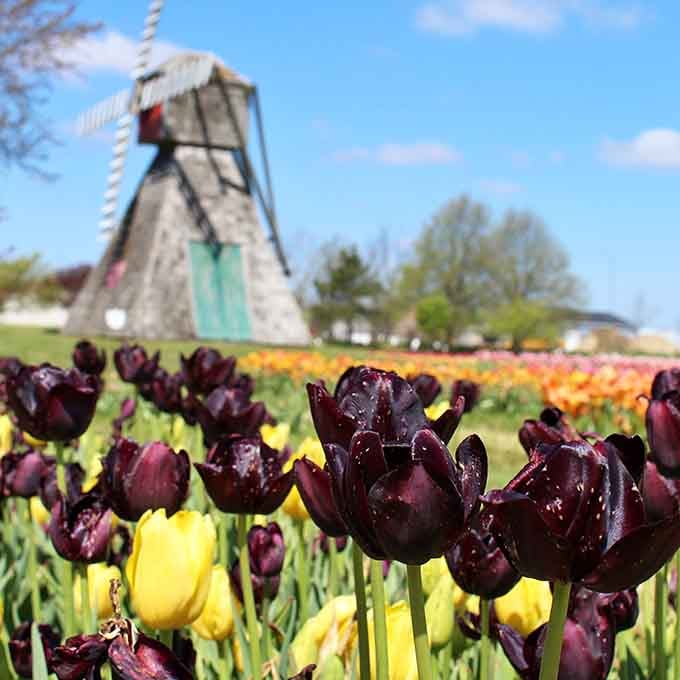 Deep purple tulips against bright yellows create the kind of contrast that makes photographers weep with joy.