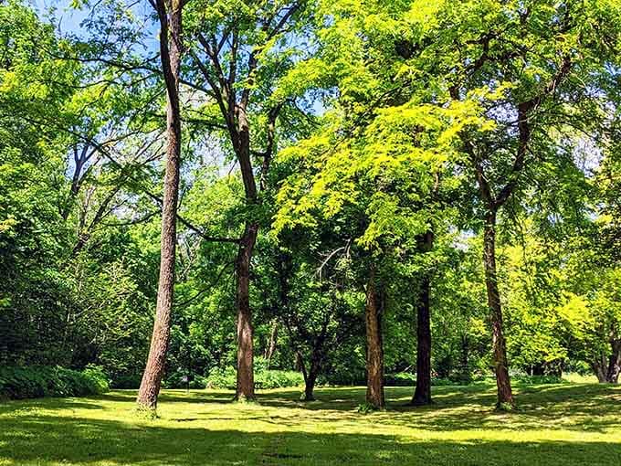Towering trees creating natural cathedrals that remind you why people wrote poetry about forests for centuries.