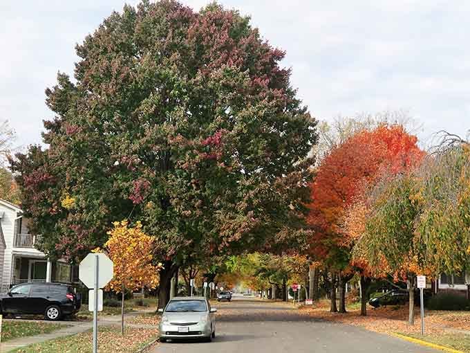 Tree-lined residential streets burst with autumn colors, proving Indiana's fall foliage rivals anywhere in the country.