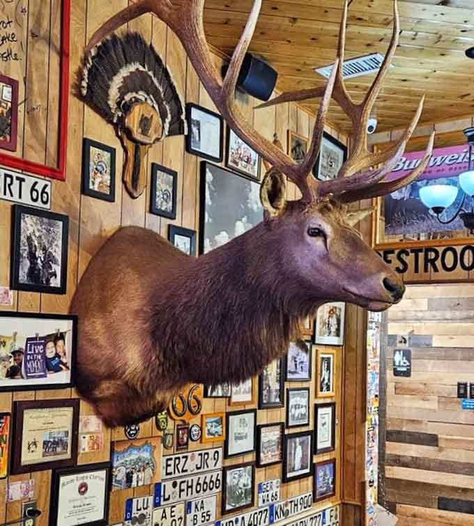 That mounted elk head has probably seen more road stories than most travel writers could ever dream up.