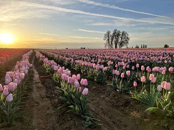 Pink tulips catching the sunset glow, creating a scene that makes your camera roll very, very happy.