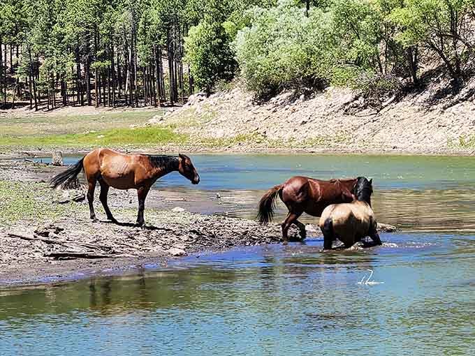 Even the horses know this watering hole beats any fancy spa treatment money can buy.
