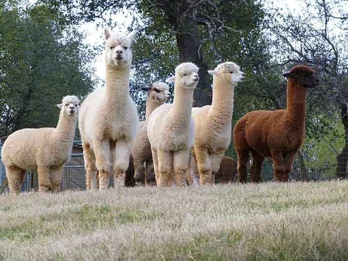 Every color of the rainbow, transformed into the softest fiber you'll ever touch with your own hands.