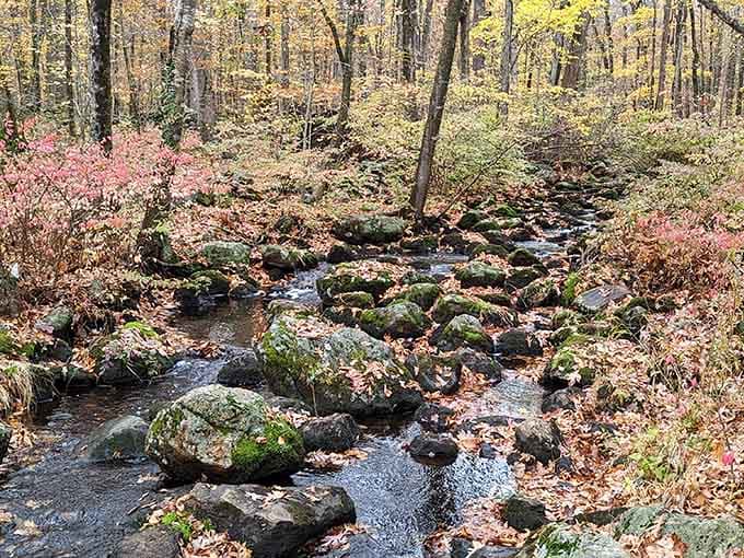 This babbling brook over moss-covered rocks creates nature's own soundtrack for your woodland wandering adventure.