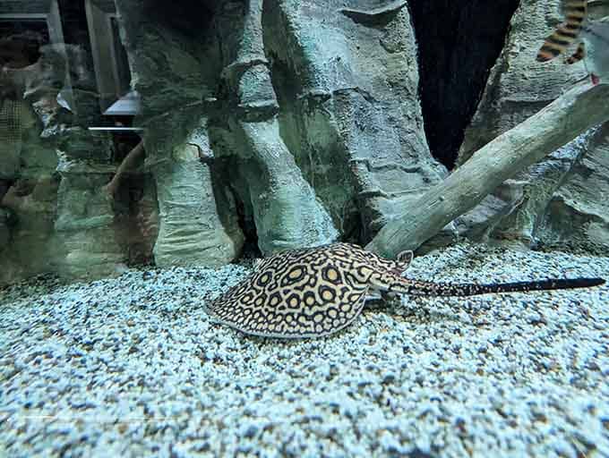 The freshwater stingray glides along like a living pancake with surprisingly good navigation skills and zero interest in your opinions.